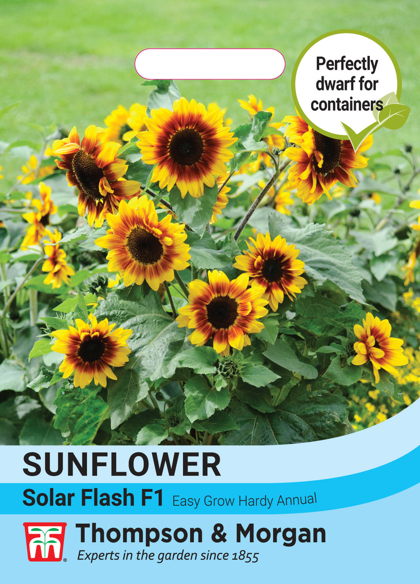 Sunflower Solar Flash F1 Hybrid – McGaugh’s Gardening Complex