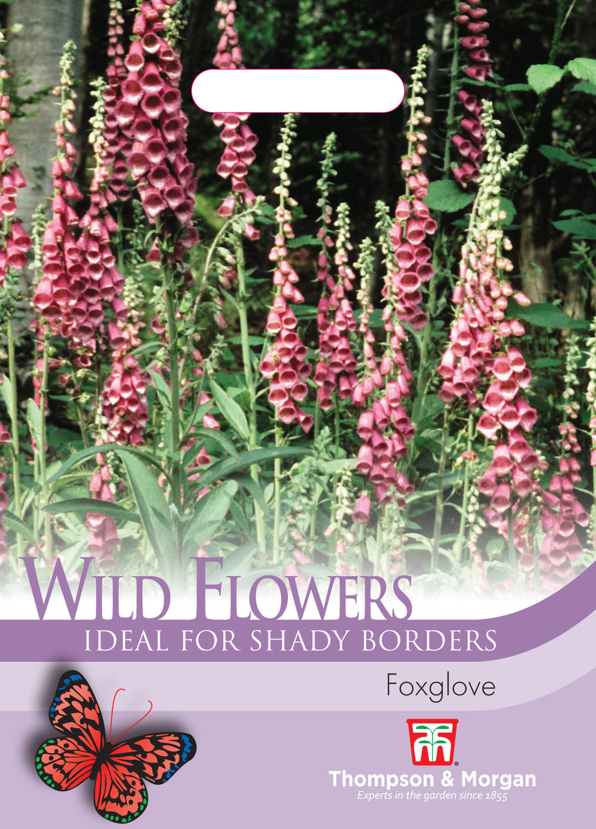 Wild Flower Foxglove – McGaugh’s Gardening Complex