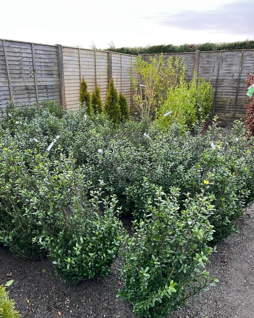 Bare Root & Rootball Hedging – McGaugh’s Gardening Complex