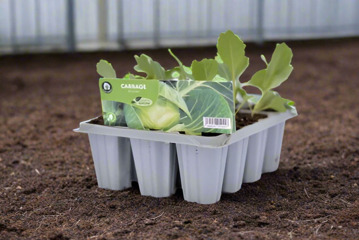 Cabbage Round 12 Pack – McGaugh’s Gardening Complex