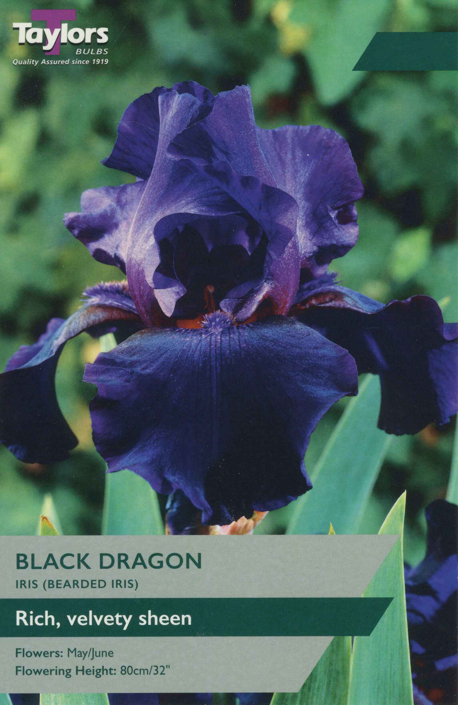 1 Iris Black Dragon I – McGaugh’s Gardening Complex