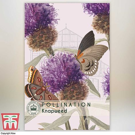 Knapweed - Kew Pollination Seed Collection – McGaugh’s Gardening Complex