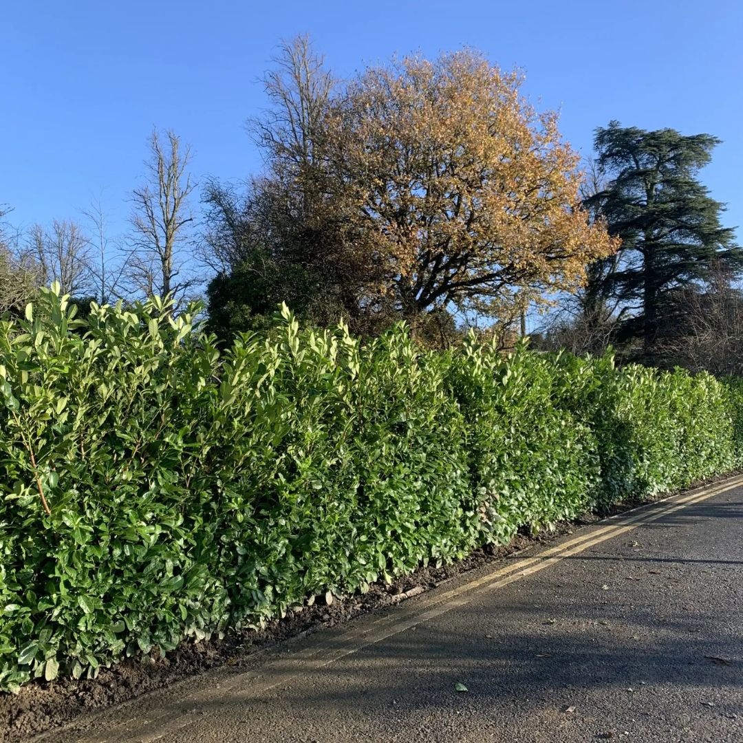 3L Prunus laurocerasus Rotundifolia – McGaugh’s Gardening Complex
